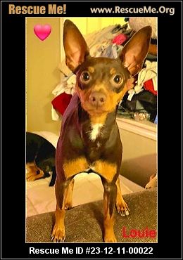- Pennsylvania Miniature Pinscher Rescue - ADOPTIONS - Rescue Me!