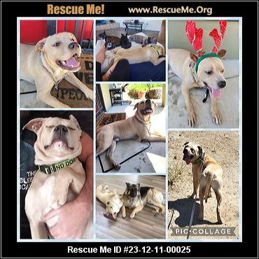 - California Pit Bull Rescue - ADOPTIONS - Rescue Me!