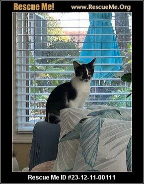 - Alabama Cat Rescue - ADOPTIONS - Rescue Me!