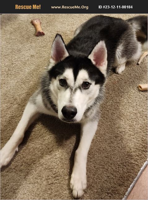 ADOPT 23121100184 ~ Siberian Husky Rescue ~ Forest Grove, OR