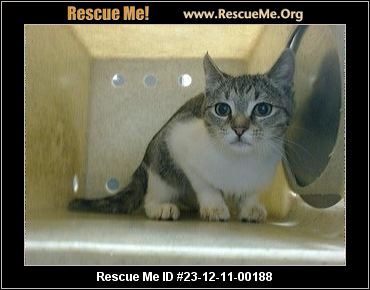 - California Cat Rescue - ADOPTIONS - Rescue Me!
