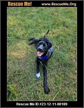- Virginia German Shorthaired Pointer Rescue - ADOPTIONS - Rescue Me!