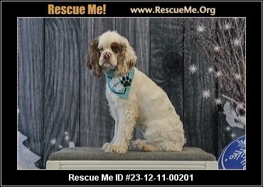 - Indiana Dog Rescue - ADOPTIONS - Rescue Me!