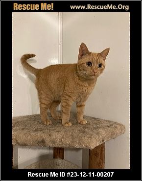 - Massachusetts Cat Rescue - ADOPTIONS - Rescue Me!