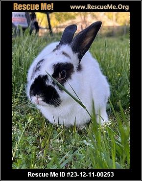 - California Rabbit Rescue - ADOPTIONS - Rescue Me!