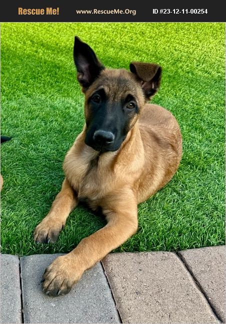 ADOPT 23121100254 ~ Belgian Malinois Rescue ~ Phoenix, AZ