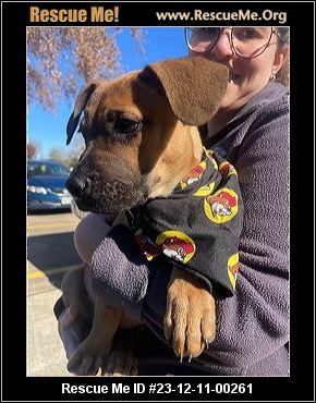 - Texas Boxer Rescue - ADOPTIONS - Rescue Me!