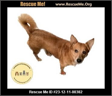 - Washington Corgi Rescue - ADOPTIONS - Rescue Me!