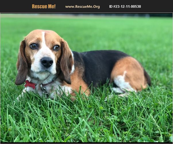 ADOPT 23121100538 ~ Beagle Rescue ~ Bethlehem, PA