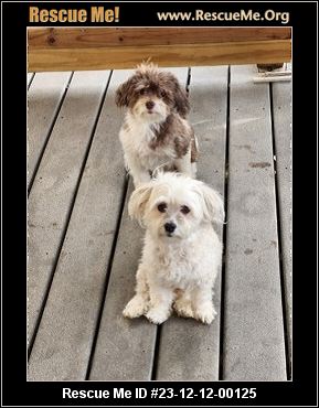 - Ohio Dog Rescue - ADOPTIONS - Rescue Me!