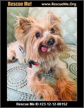 - California Yorkie Rescue - ADOPTIONS - Rescue Me!