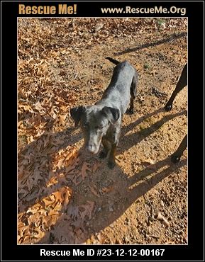 - Arkansas Dog Rescue - ADOPTIONS - Rescue Me!