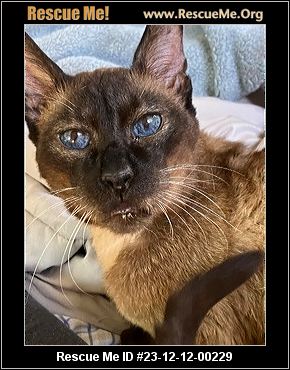 - Maryland Siamese Rescue - ADOPTIONS - Rescue Me!