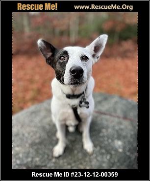 - Rhode Island Dog Rescue - ADOPTIONS - Rescue Me!