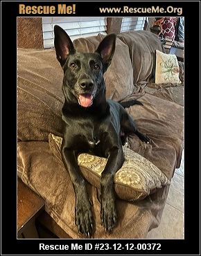 - Texas German Shepherd Rescue - ADOPTIONS - Rescue Me!