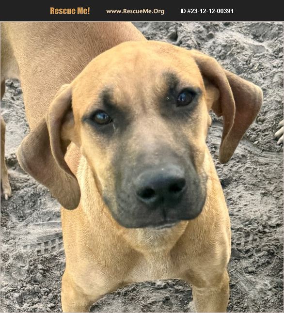 ADOPT 23121200391 ~ Rhodesian Ridgeback Rescue ~ Fort Myers, FL
