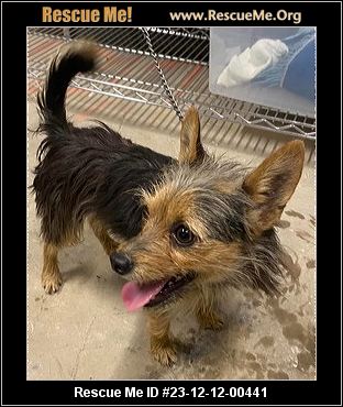 - Texas Yorkie Rescue - ADOPTIONS - Rescue Me!