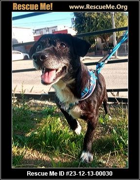 - California Dachshund Rescue - ADOPTIONS - Rescue Me!