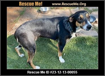 - Florida Border Collie Rescue - ADOPTIONS - Rescue Me!
