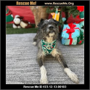 - California Schnauzer Rescue - ADOPTIONS - Rescue Me!