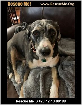 - Pennsylvania Poodle Rescue - ADOPTIONS - Rescue Me!