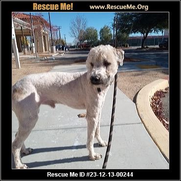 - California Poodle Rescue - ADOPTIONS - Rescue Me!