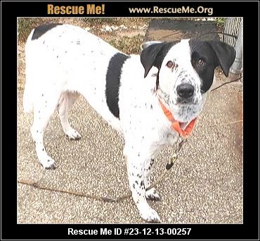 - Florida Pointer Rescue - ADOPTIONS - Rescue Me!