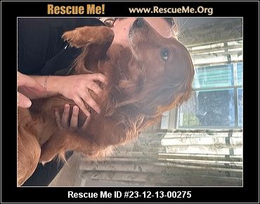 - Ohio Golden Retriever Rescue - ADOPTIONS - Rescue Me!