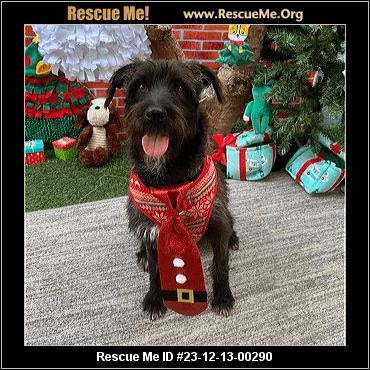 - California Schnauzer Rescue - ADOPTIONS - Rescue Me!