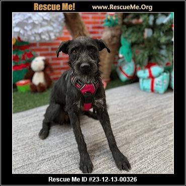- California Schnauzer Rescue - ADOPTIONS - Rescue Me!