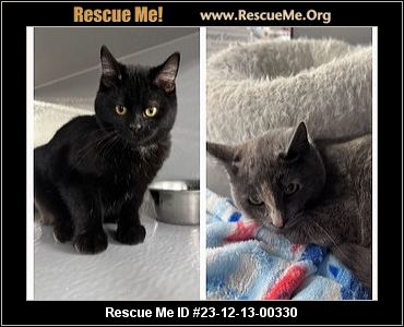 - Missouri Cat Rescue - ADOPTIONS - Rescue Me!