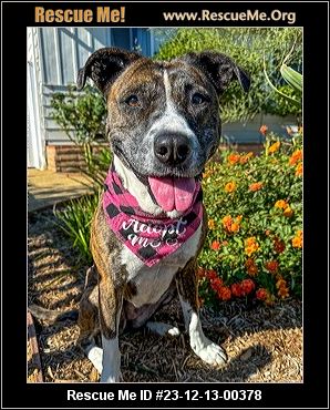 - California Pit Bull Rescue - ADOPTIONS - Rescue Me!