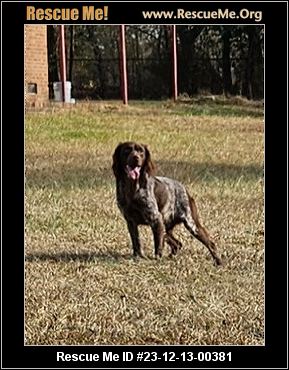 - North Carolina Dog Rescue - ADOPTIONS - Rescue Me!