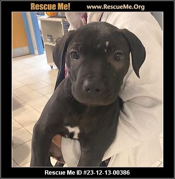 - Indiana Dog Rescue - ADOPTIONS - Rescue Me!