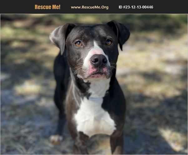 ADOPT 23121300446 ~ Pit Bull Rescue ~ Kissimmee, FL