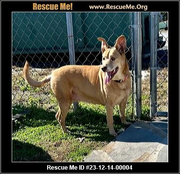 - Georgia Dog Rescue - ADOPTIONS - Rescue Me!