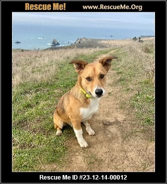- Texas Corgi Rescue - ADOPTIONS - Rescue Me!