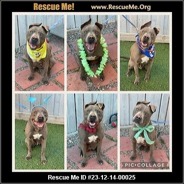 - California Pit Bull Rescue - ADOPTIONS - Rescue Me!