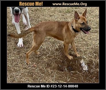 - Tennessee German Shepherd Rescue - ADOPTIONS - Rescue Me!