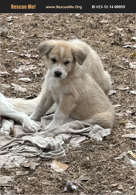 ADOPT 23121400059 ~ Great Pyrenees Rescue ~ Wichita, KS