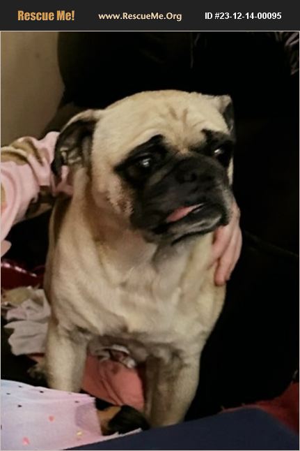 ADOPT 23121400095 ~ Pug Rescue ~ Walker, LA