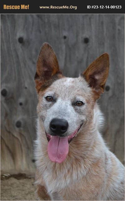 ADOPT 23121400123 ~ Australian Cattle Dog Rescue ~ Springfield, MO