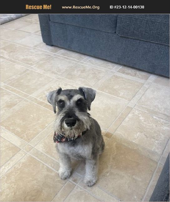 ADOPT 23121400138 ~ Schnauzer Rescue ~ Upland, CA