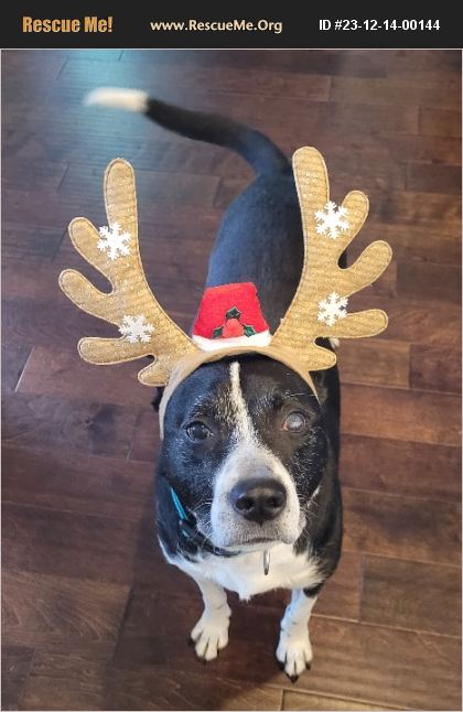 ADOPT 23121400144 ~ Border Collie Rescue ~ Atlanta, GA