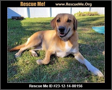 - Florida Black Mouth Cur Rescue - ADOPTIONS - Rescue Me!