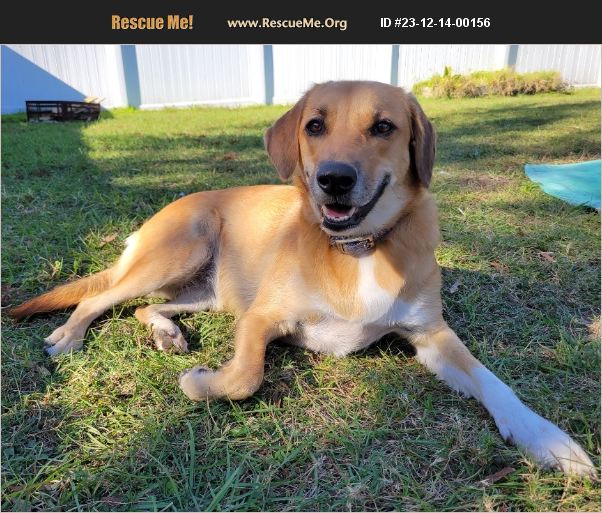 ADOPT 23121400156 ~ Black Mouth Cur Rescue ~ PALM COAST, FL