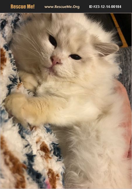 ADOPT 23121400184 ~ Ragdoll Rescue ~ Acworth, GA