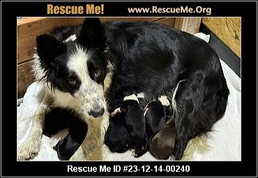 - Colorado Border Collie Rescue - ADOPTIONS - Rescue Me!