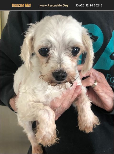 ADOPT 23121400243 ~ Maltese Rescue ~ Fort Myers, FL