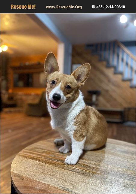 ADOPT 23121400318 ~ Corgi Rescue ~ Astoria, OR